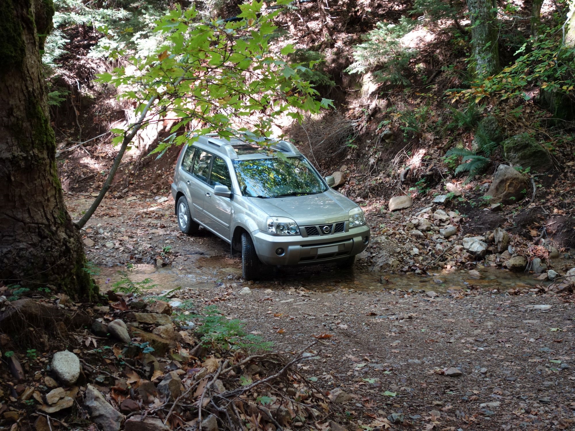 Dirfis’ chestnut forest – Greece Overlanding